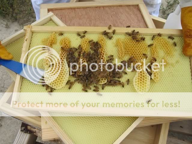 New Beekeeper questions, just hived my first nucs! First stings too! hehe | Beesource Beekeeping ...