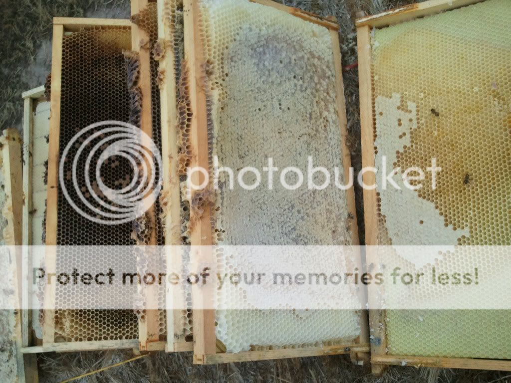 Mysterious Dead Hive: I'd love for an experienced bee-keeper to look at ...