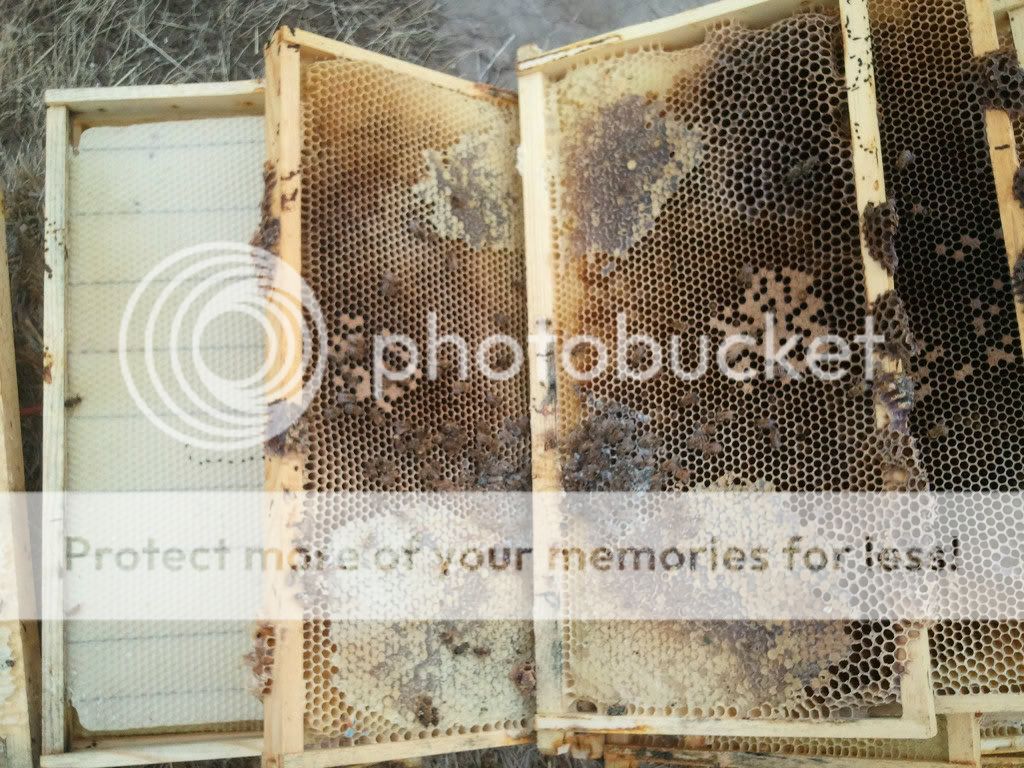 Mysterious Dead Hive: I'd love for an experienced bee-keeper to look at ...