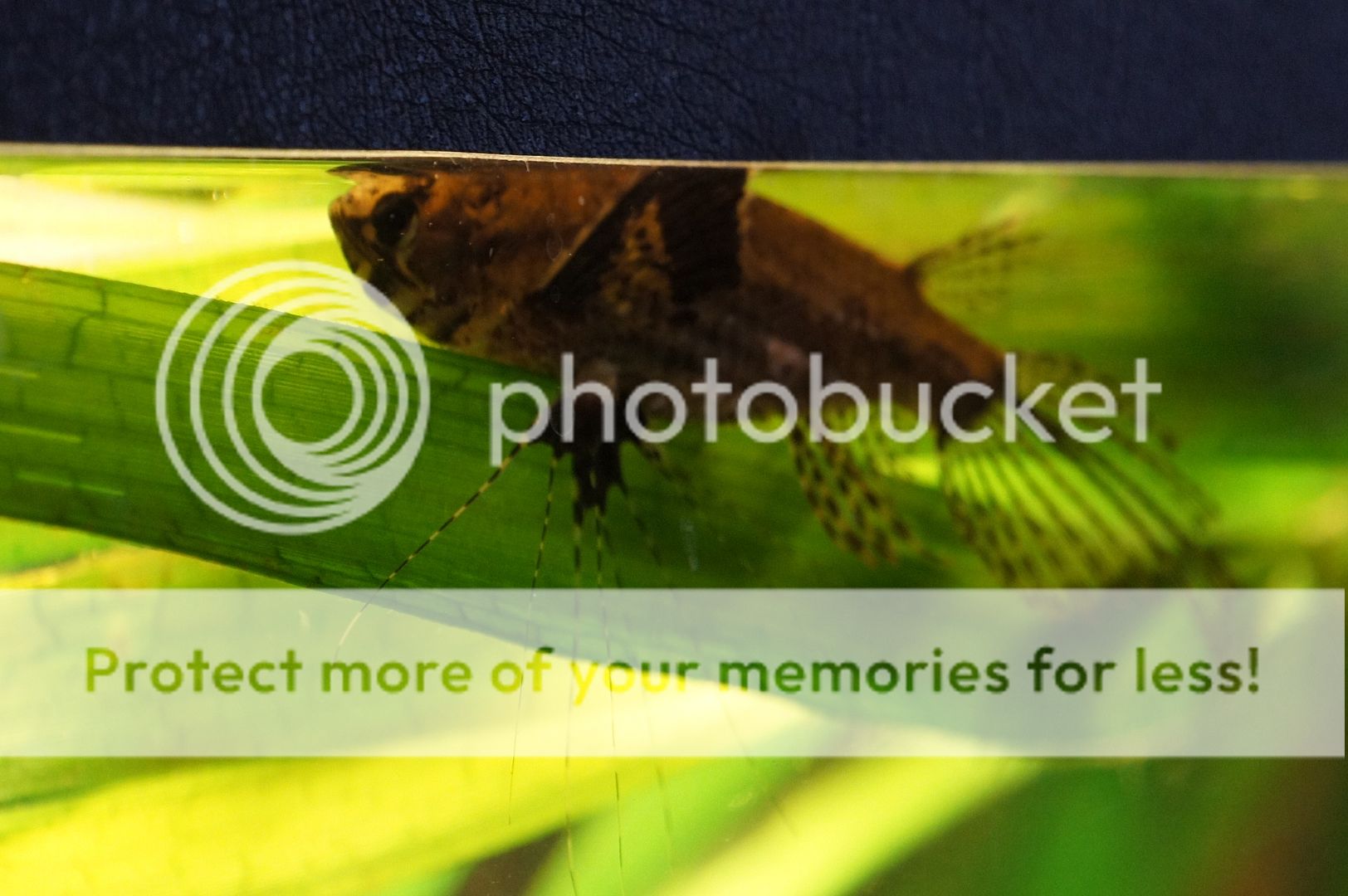 Mijn aquarium (160x80x80 (70 wh)) = 900 liter. - Pagina 14 - AquaforA