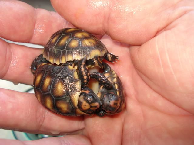 Cherryhead triplets | Tortoise Forum